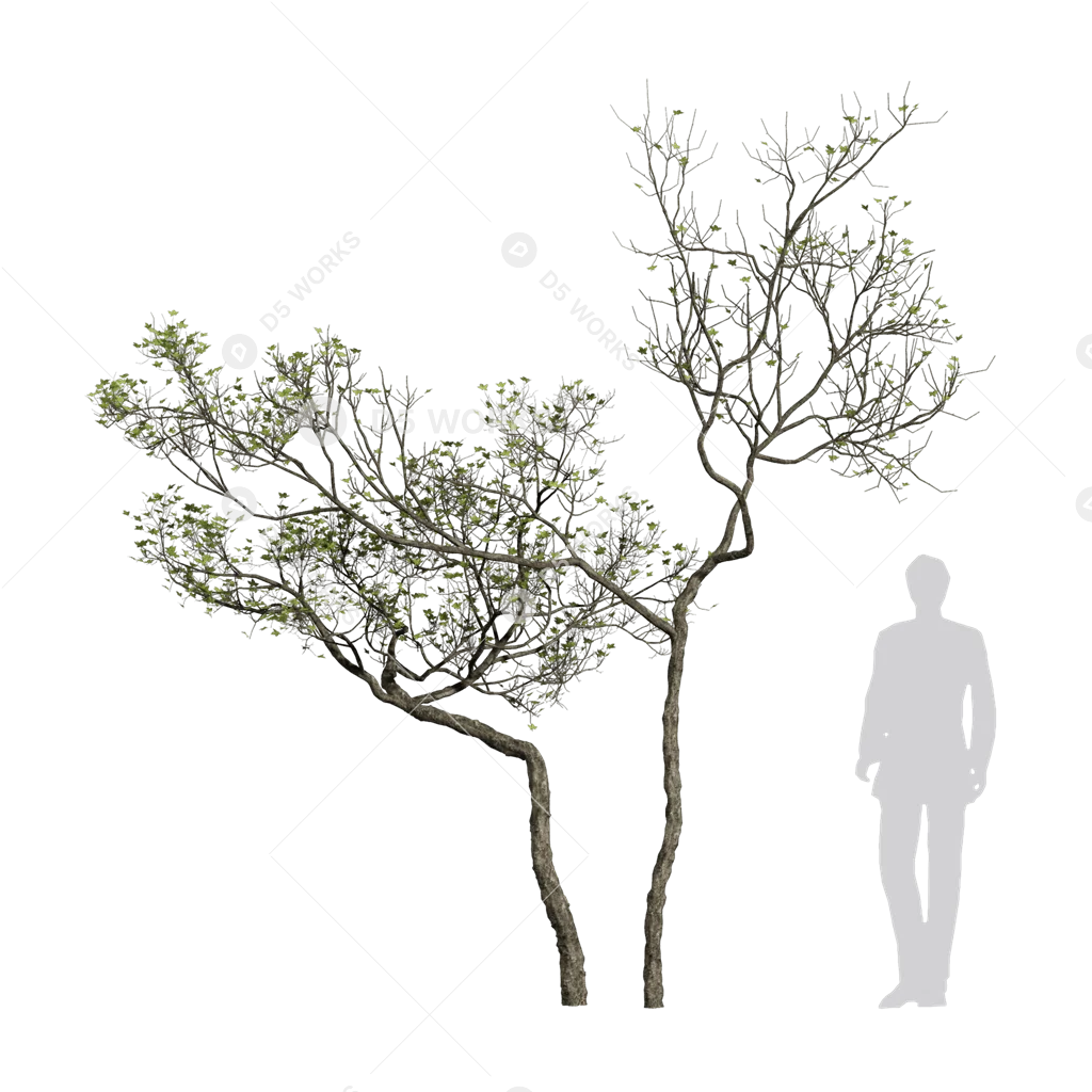 Miscellaneous trees 10