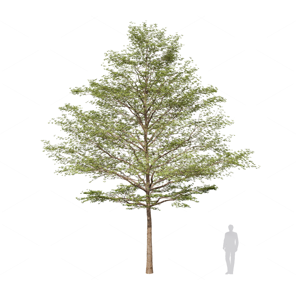 Broadleaf Tree Terminalia mantaly 07