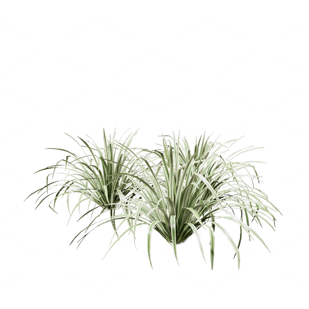 Grass Phalaris arundinacea 02