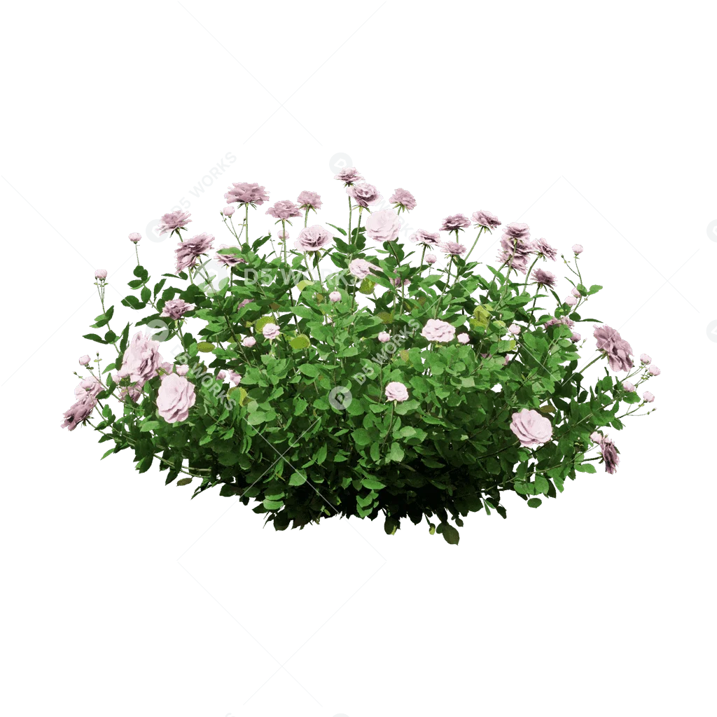 Low poly Rosa chinensis