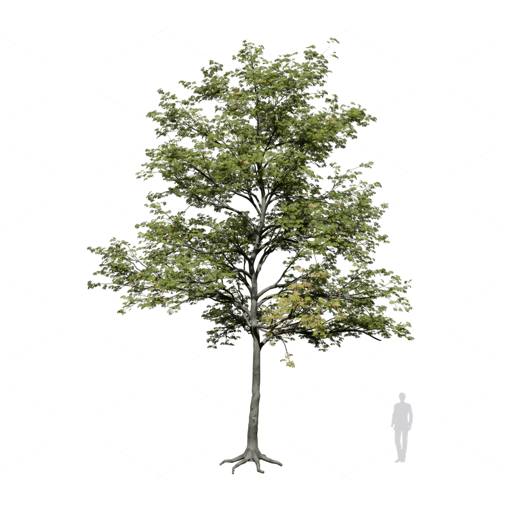 Broadleaf Tree Fagus grandifolia 01