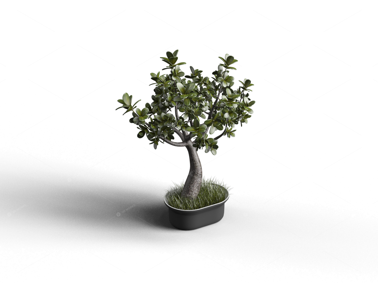 Chinese Potted Plant