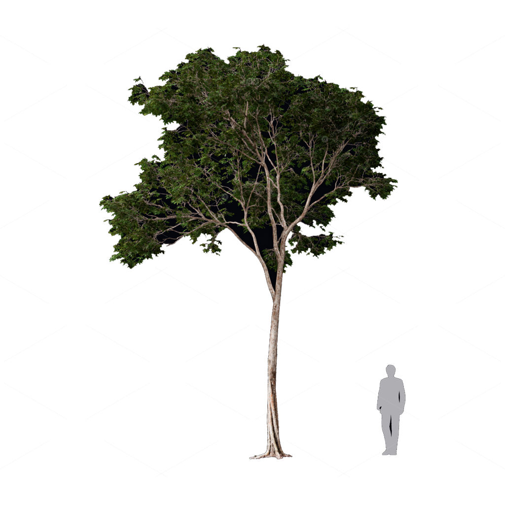 Broadleaf Tree Broadleaf 80