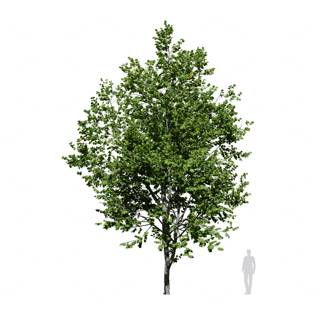 Broadleaf Tree Populus candicans 05