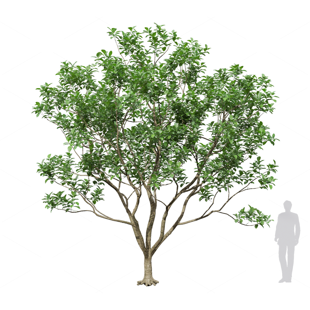 Broadleaf Tree Citrus maxima 01