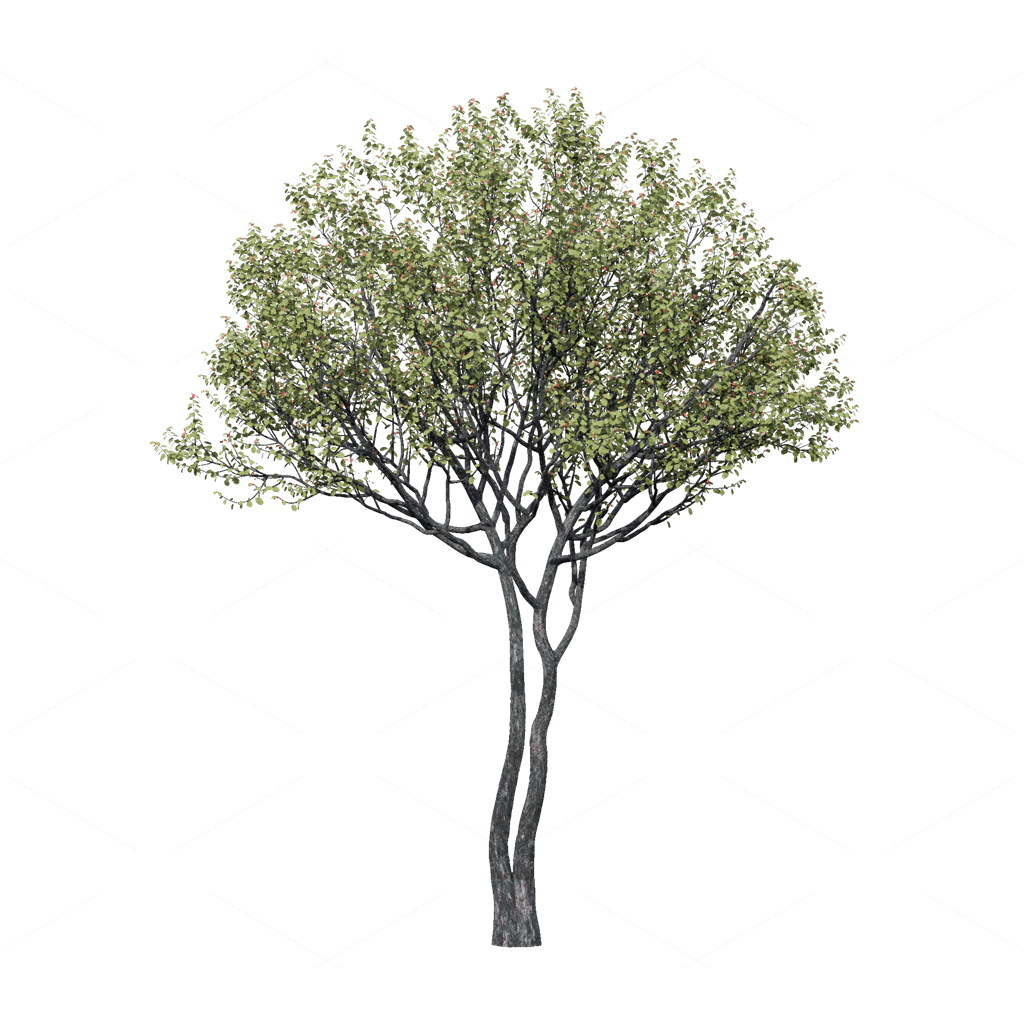 Broadleaf Tree Ilex rubra 01